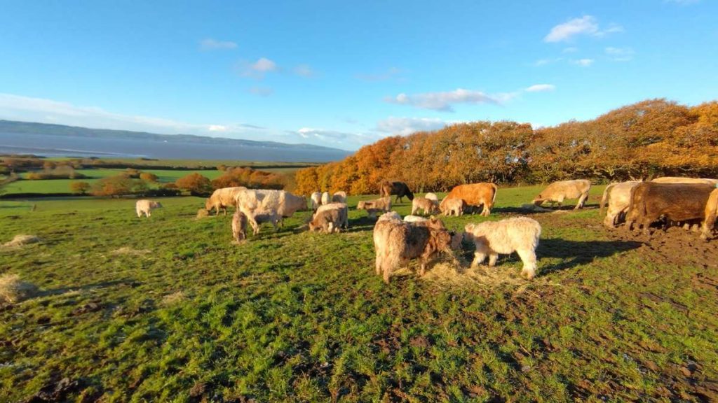 Farms to visit in Wirral | Shayle Hollie
